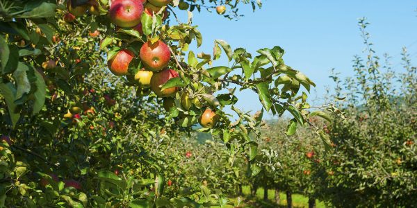 What's in Season: Apples